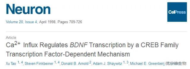 文献解析 | CREB与BDNF:神经元适应性反应的双重奏-技术资料-上海优宁维生物科技股份有限公司