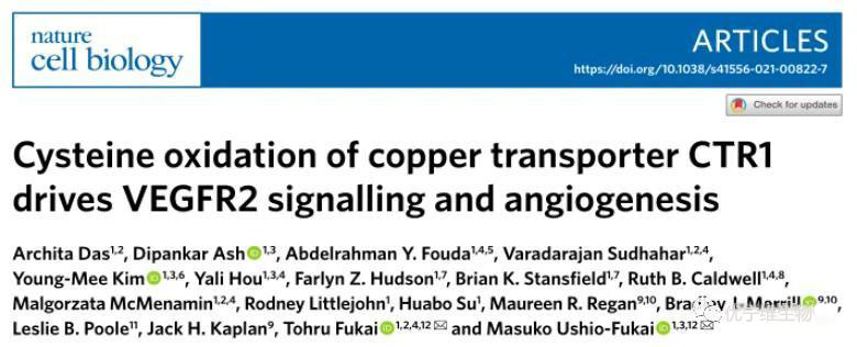 文献解析 | 铜转运蛋白CTR1半胱氨酸氧化驱动VEGFR2信号及血管生成新机制-技术资料-上海优宁维生物科技股份有限公司