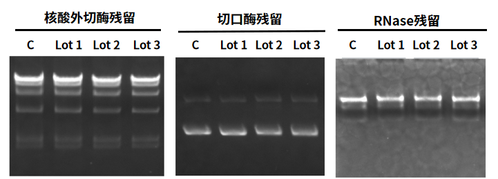 上新 | T4 RNA Ligase 2，环状RNA研究核心酶原料-公司新闻-翌圣生物科技（上海）股份有限公司