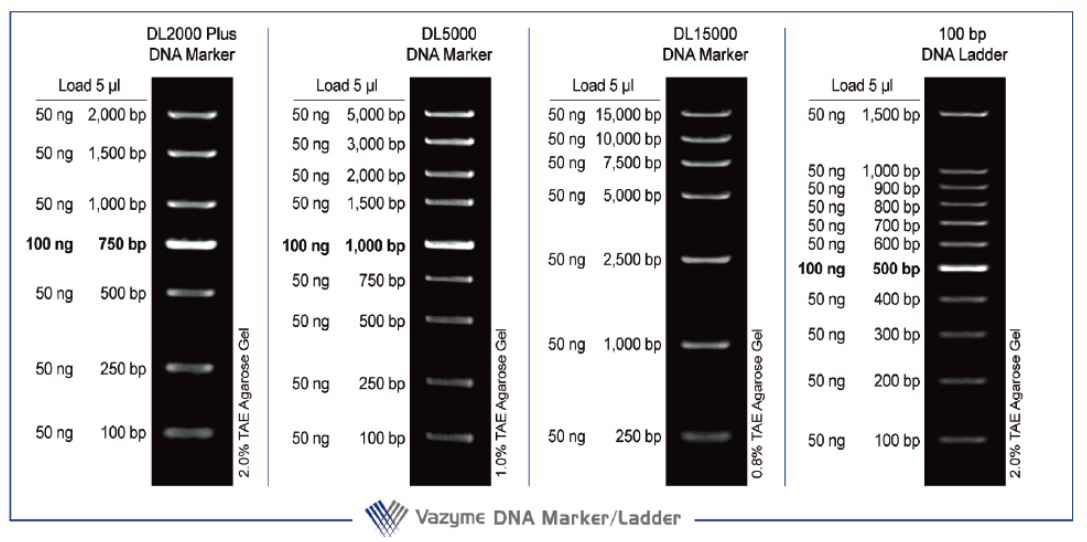 DL5000 DNA Marker（稳定、清晰、精准的DNA 分子量Marker）（MD102）价格_品牌:诺唯赞（Vazyme）-丁香通