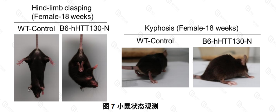C57BL/6JGpt-Tg(hHTT-CAG130)90/Gpt,小鼠模型资源-江苏集萃药康生物科技股份有限公司