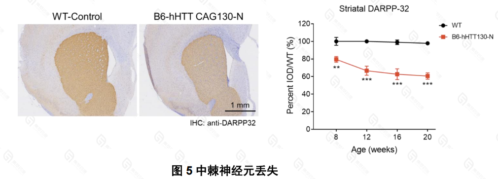C57BL/6JGpt-Tg(hHTT-CAG130)90/Gpt,小鼠模型资源-江苏集萃药康生物科技股份有限公司