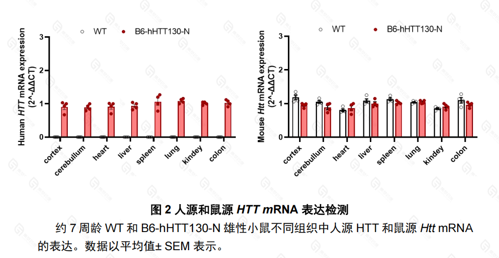 C57BL/6JGpt-Tg(hHTT-CAG130)90/Gpt,小鼠模型资源-江苏集萃药康生物科技股份有限公司