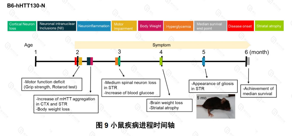 C57BL/6JGpt-Tg(hHTT-CAG130)90/Gpt,小鼠模型资源-江苏集萃药康生物科技股份有限公司