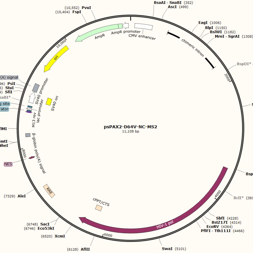 psPAX2质粒价格_品牌:丽山生物-丁香通