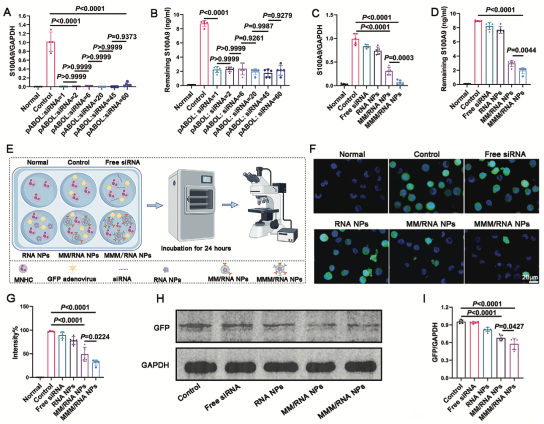 Advanced Science | 工程巨噬细胞膜包裹siRNA改善心肌缺血再灌注损伤-公司新闻-上海吉凯基因医学科技股份有限公司