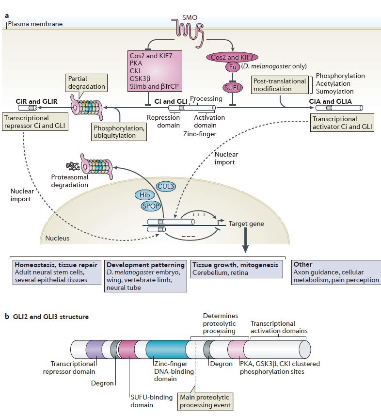 一文掌握Hedgehog信号通路！-公司新闻-英文特生物技术（北京）有限公司