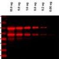 Alexa Fluor 488 荧光二抗A21206 Donkey anti-Rabbit IgG (H+L) Secondary价格_品牌 ...