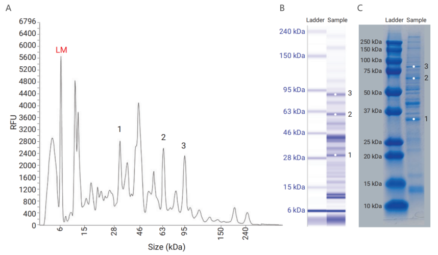 打破瓶颈 | CE-SDS技术，自动化与精准度的结合-公司新闻-安捷伦科技（中国）有限公司