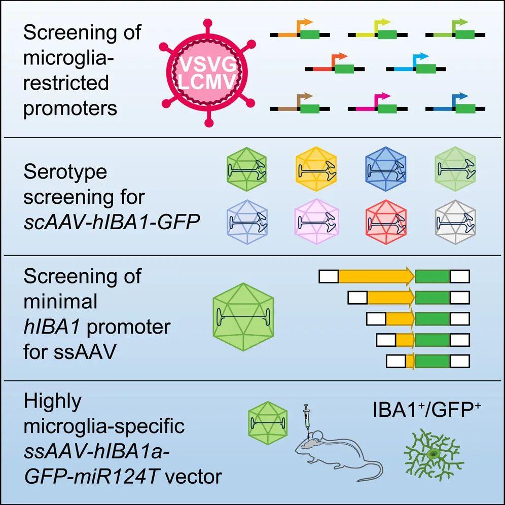 【新品推荐】突破性进展！德克萨斯大学张春立教授团队开发截短启动子hIBA1a实现AAV介导的小胶质细胞高效精准靶向-公司新闻-武汉枢密脑科学技术有限公司