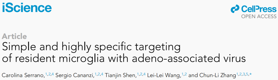 【新品推荐】突破性进展！德克萨斯大学张春立教授团队开发截短启动子hIBA1a实现AAV介导的小胶质细胞高效精准靶向_公司新闻_武汉枢密脑科学技术有限公司