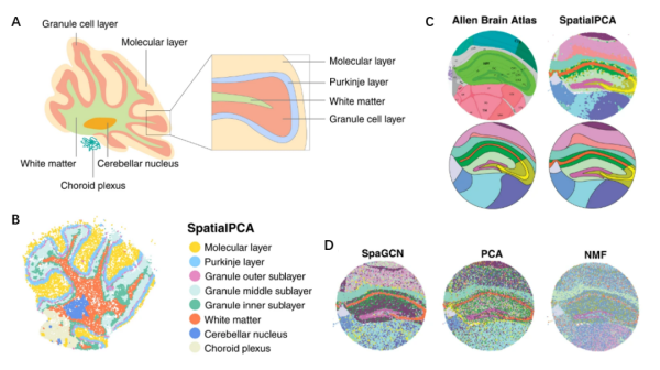 让空间数据分析更简单：数据降维聚类工具——SpatialPCA_公司新闻_上海生物芯片有限公司