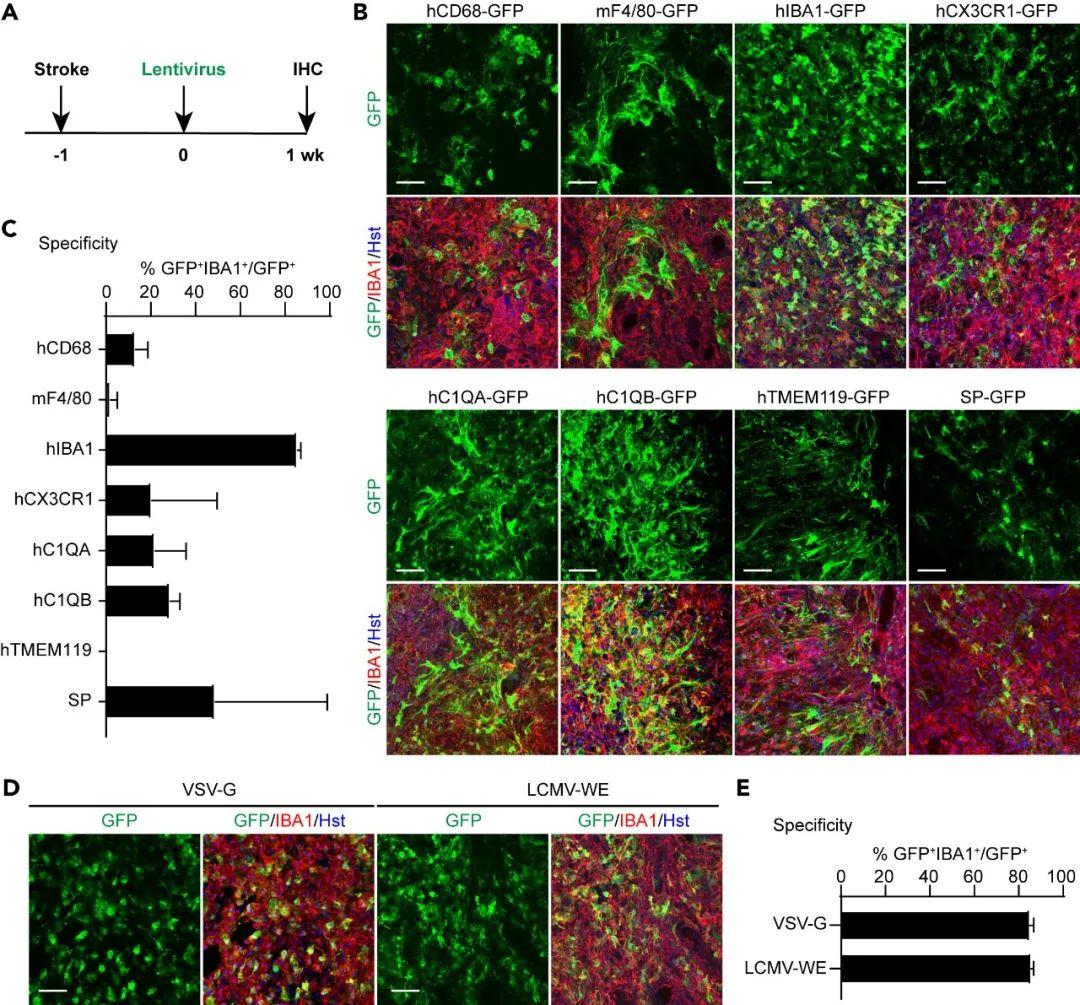 【新品推荐】突破性进展！德克萨斯大学张春立教授团队开发截短启动子hIBA1a实现AAV介导的小胶质细胞高效精准靶向_公司新闻_武汉枢密脑科学技术有限公司