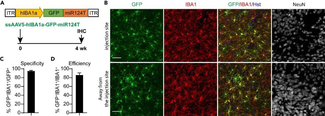 【新品推荐】突破性进展！德克萨斯大学张春立教授团队开发截短启动子hIBA1a实现AAV介导的小胶质细胞高效精准靶向——新业务武汉枢密脑科学技术有限公司