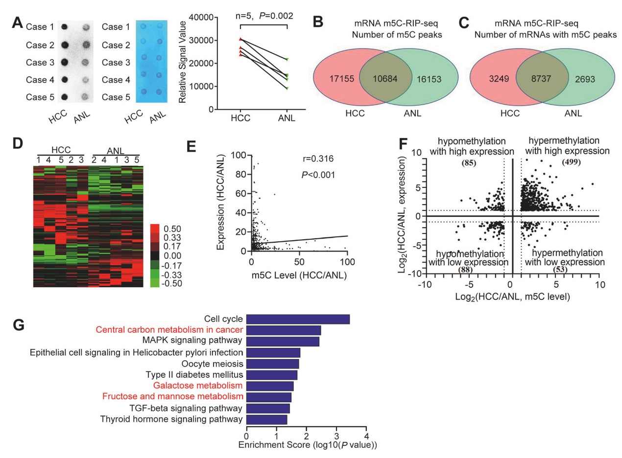 Cell Death & Disease | 最新报道揭示M5C甲基化调控糖酵解在调控肝癌进展中的新机制-技术资料-伊莱博生物科技（上海）有限公司