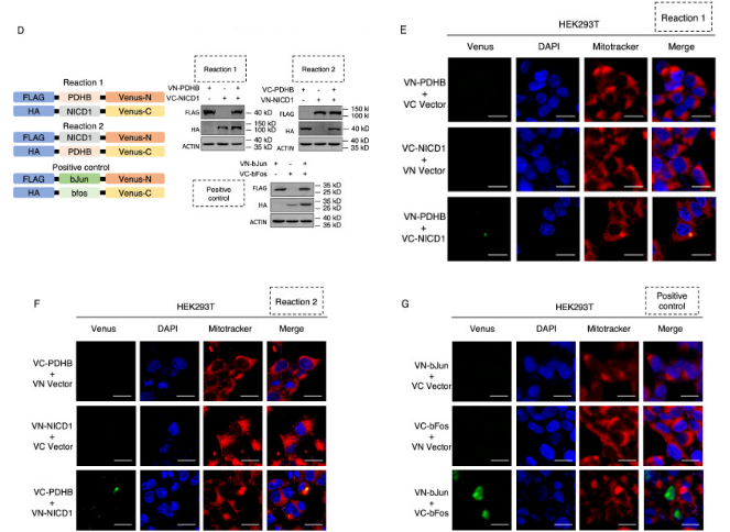 BiFC技术，让蛋白互作“看得见”！_公司新闻_丁香通