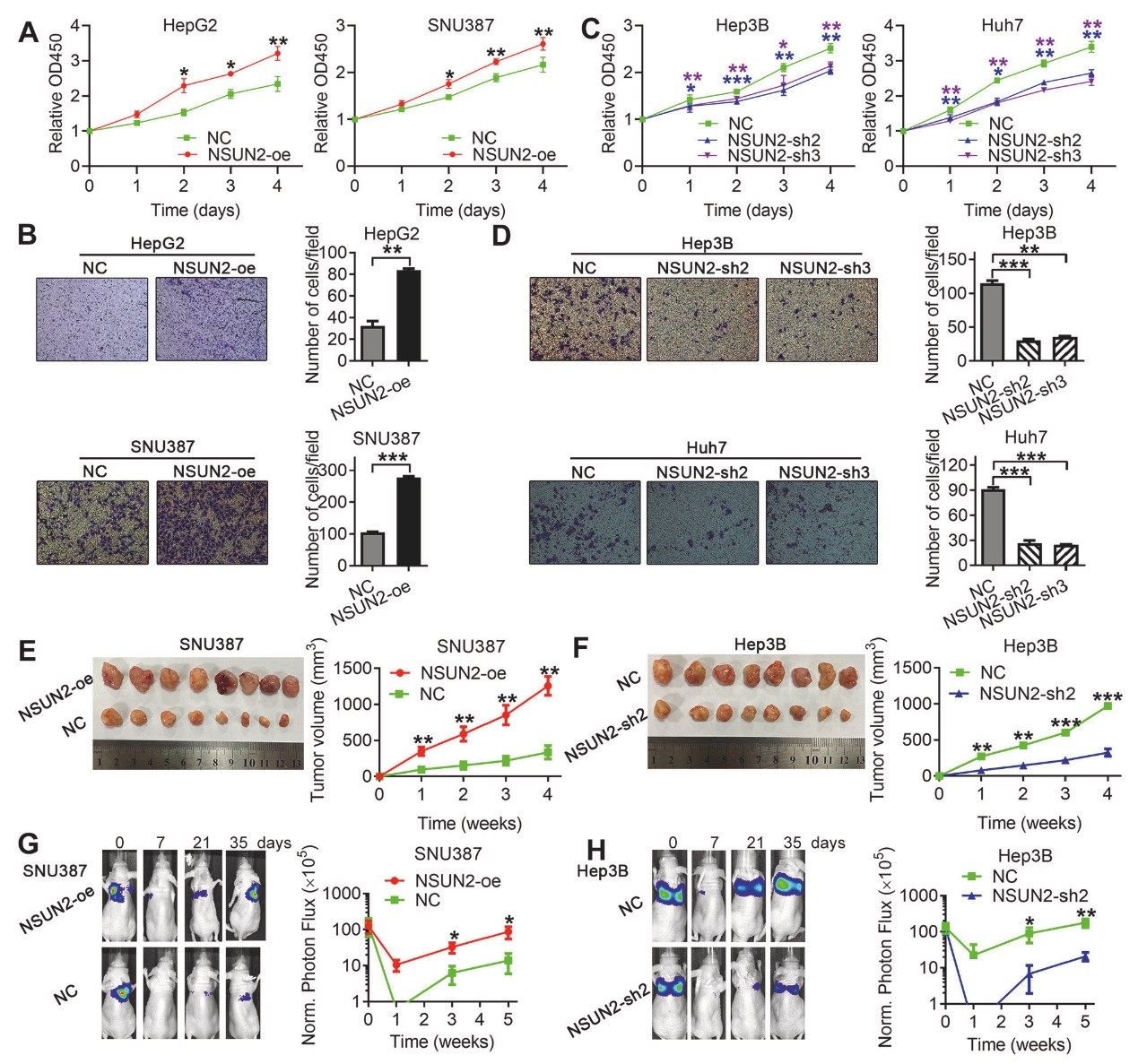 Cell Death & Disease | 最新报道揭示M5C甲基化调控糖酵解在调控肝癌进展中的新机制-技术资料-伊莱博生物科技（上海）有限公司