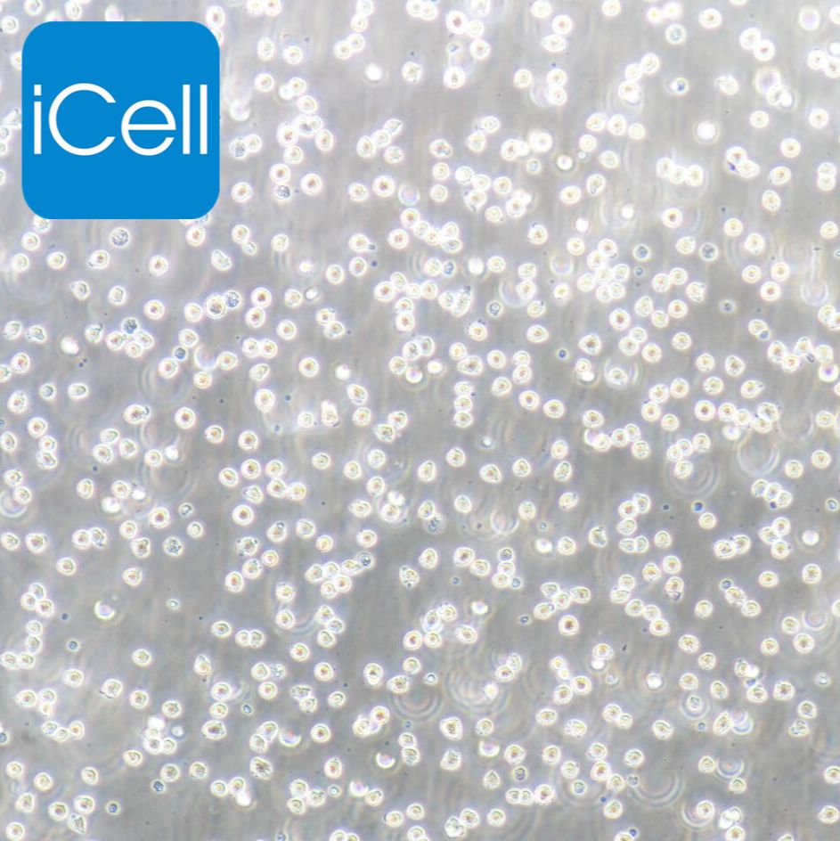 U-937、U-937细胞、U937细胞、U937、人组织细胞淋巴瘤细胞/STR鉴定/镜像绮点（Cellverse）价格_品牌:iCell（赛百慷）-丁香通
