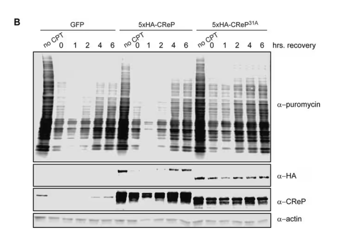 Sigma货号MABE343抗嘌呤霉素抗体(克隆12D10)上海睿安生物13611631389价格_品牌:Sigma-Aldrich-丁香通