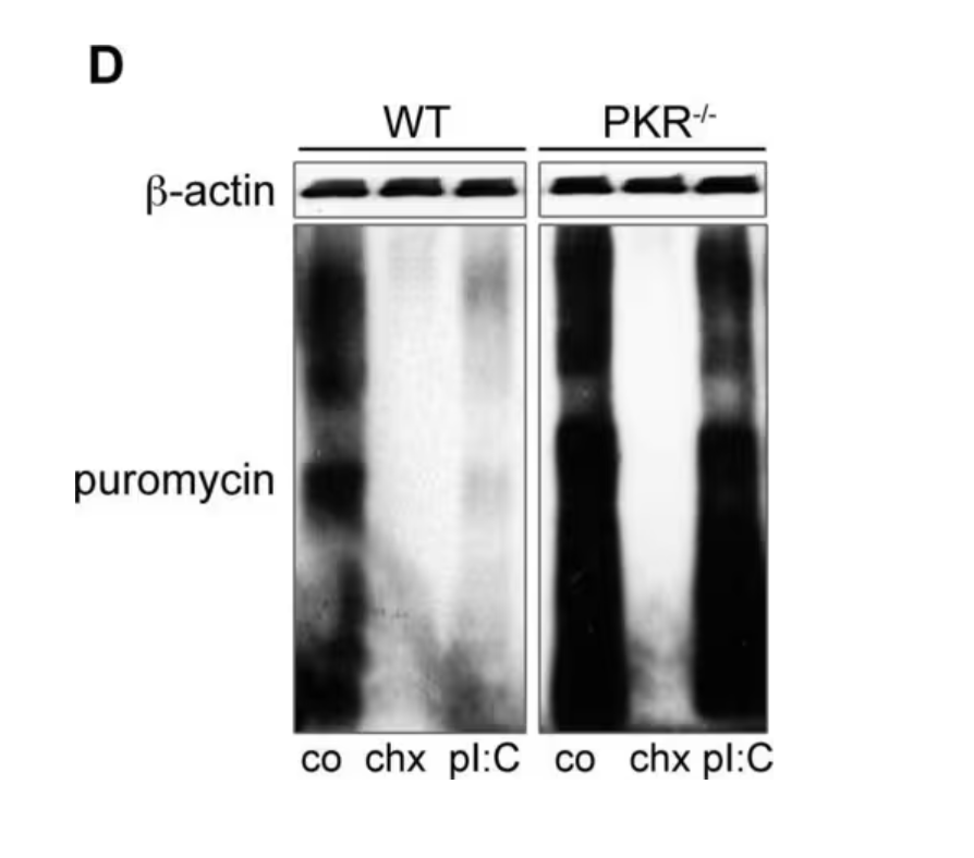 Sigma货号MABE343抗嘌呤霉素抗体(克隆12D10)上海睿安生物13611631389价格_品牌:Sigma-Aldrich-丁香通