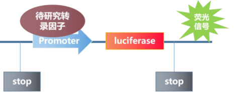 干货 | 双荧光素酶验证转录因子与启动子区调控作用_公司新闻_翌圣生物科技（上海）股份有限公司