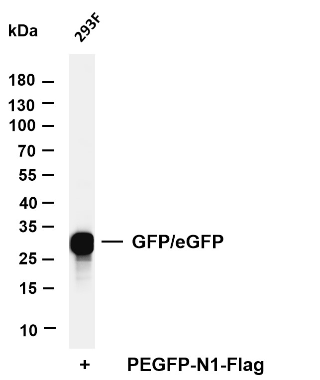 GFP/eGFP-Tag (PT0515R) PT® Rabbit mAb价格_品牌:Immunoway-丁香通
