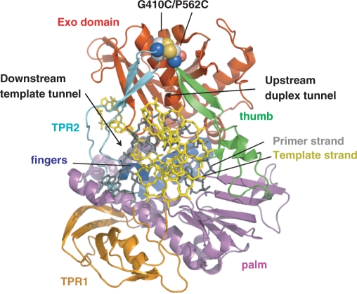用于MDA/RCA等温扩增的超级DNA扩增利器——Phi29 DNA聚合酶-公司新闻-北京迈迪安生物科技有限公司