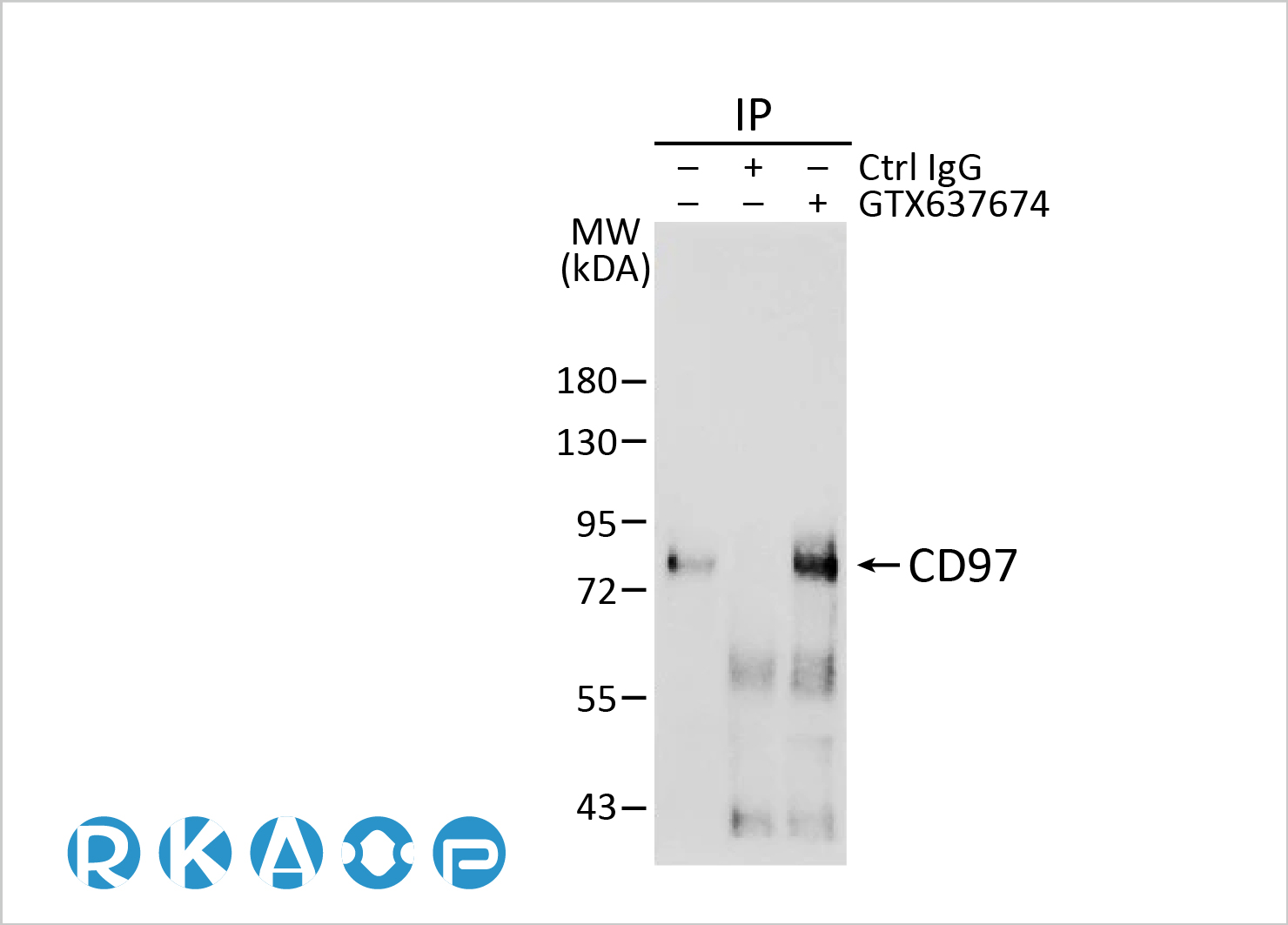 GeneTex 新型黏附 GPCR 抗体-公司新闻-GeneTex