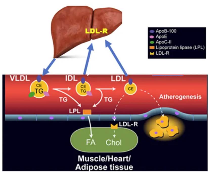 低密度脂蛋白脂质代谢研究关键工具“荧光标记脂蛋白”详解-赛默飞-公司新闻-赛默飞世尔科技