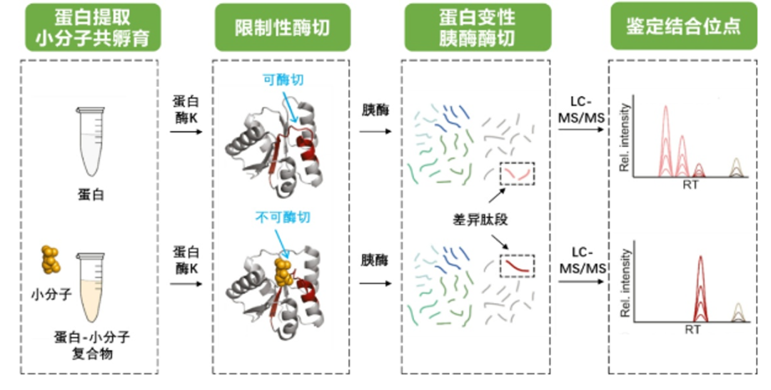 突破结构生物学瓶颈！LIP-MS技术揭秘小分子-蛋白互作新机制-公司新闻-上海吉凯基因医学科技股份有限公司