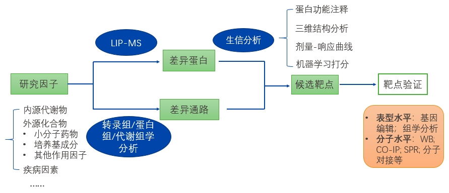 突破结构生物学瓶颈！LIP-MS技术揭秘小分子-蛋白互作新机制-公司新闻-上海吉凯基因医学科技股份有限公司