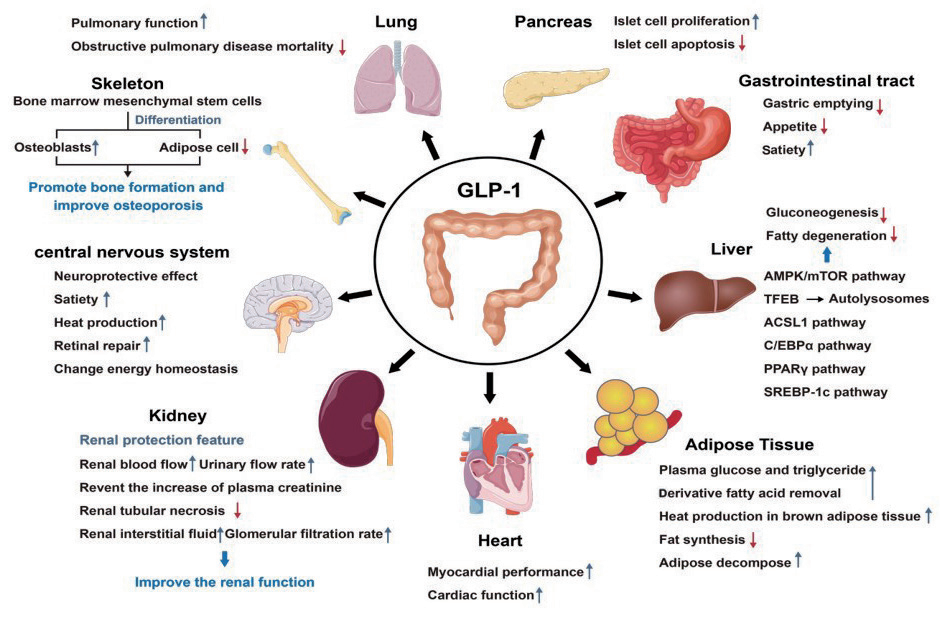 GLP-1研究再掀热潮！这些科研工具助你高效研究GLP-1代谢调控_公司新闻_北京博奥森生物技术有限公司