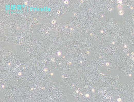 AML12 (小鼠正常肝细胞)培养耗材推荐：培养皿/血清/生长因子搭配建议