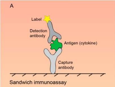 ADA的前世今生二| ADA检测的技术“兵器库ELISA、MSD，一个都不能少！-技术资料-上海乐备实生物技术有限公司