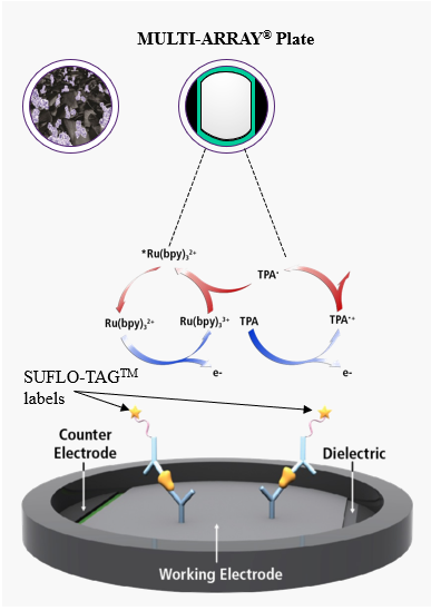 ADA的前世今生二| ADA检测的技术“兵器库ELISA、MSD，一个都不能少！-技术资料-上海乐备实生物技术有限公司
