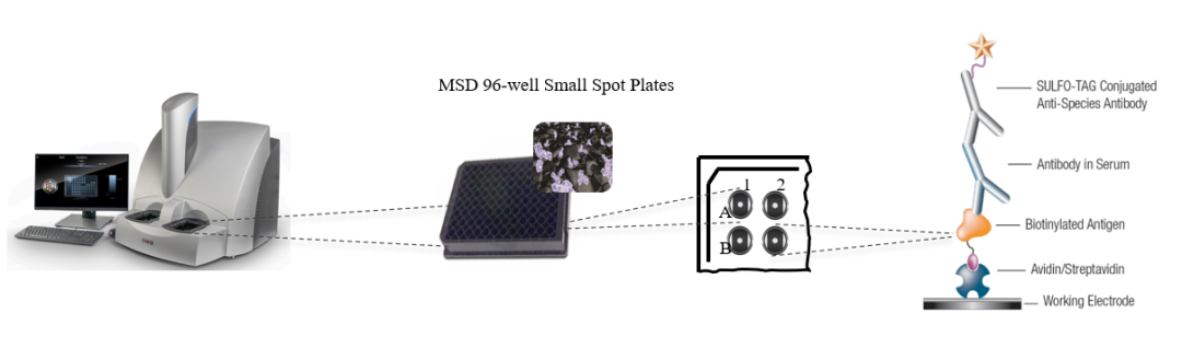 ADA的前世今生二| ADA检测的技术“兵器库ELISA、MSD，一个都不能少！-技术资料-上海乐备实生物技术有限公司