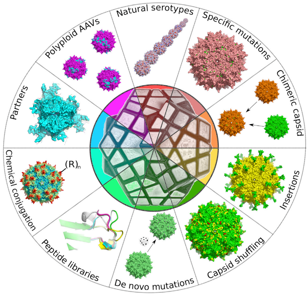 【新手指南】一文教会你如何选择合适的AAV血清型！-公司新闻-武汉枢密脑科学技术有限公司