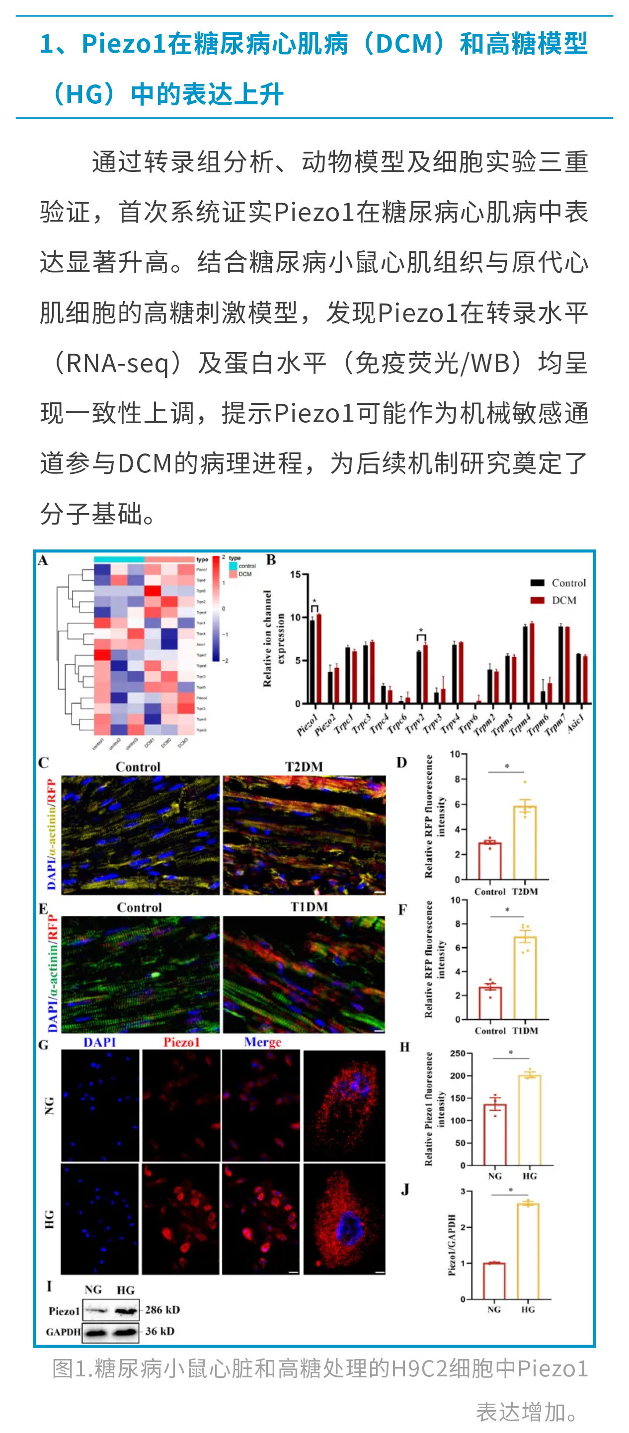 Piezo1喜登双科顶刊！"表型+分子+机制+干预"，山东中医药大学首揭Piezo1通过线粒体动态调控改善糖尿病心肌病~-公司新闻-杭州铂赛生物科技有限公司
