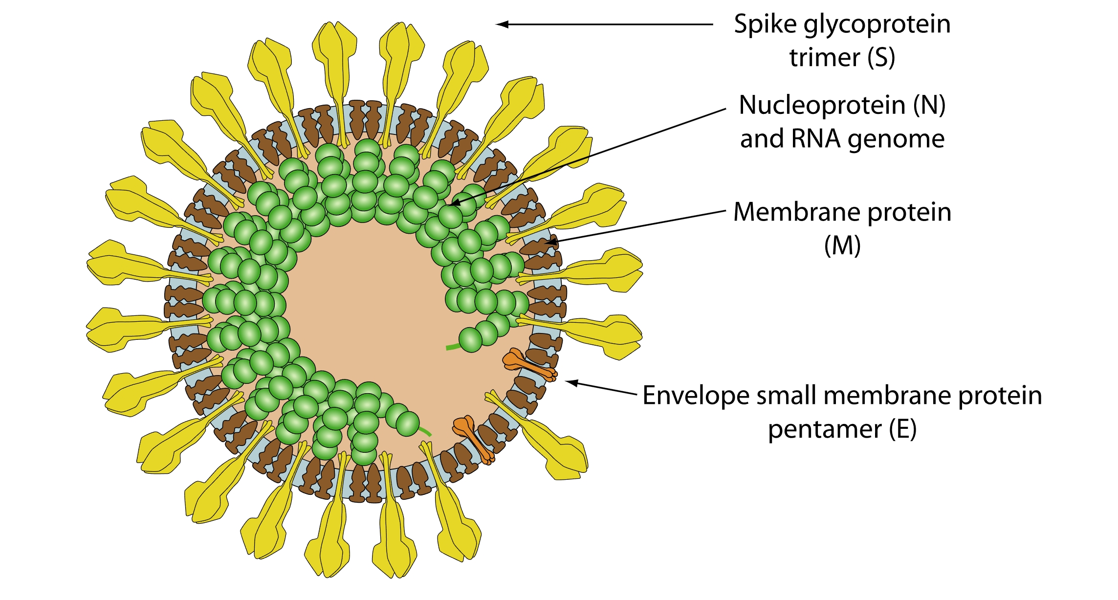 新冠病毒又抬头？已持续近3个月, 流行毒株为XDV变异株-公司新闻-普健生物（武汉）科技有限公司