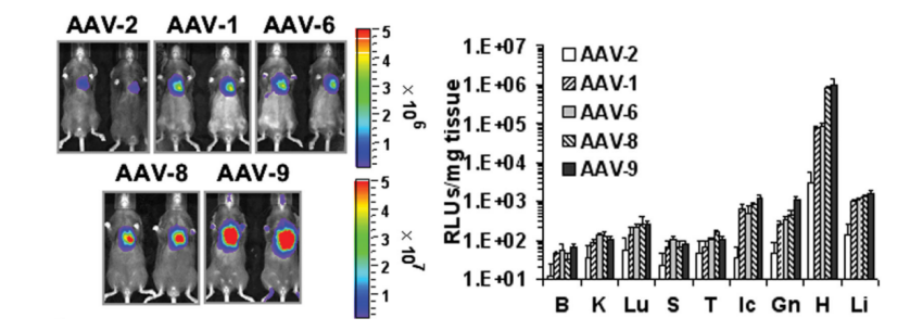 AAV研究指南-心脏和血管篇-公司新闻-上海吉玛制药技术有限公司