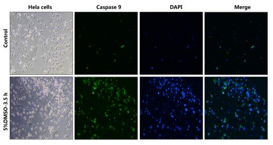 Elabscience® Caspase 9 活细胞检测底物：一步法解锁细胞凋亡研究新效率-公司新闻-武汉伊莱瑞特生物科技股份有限公司