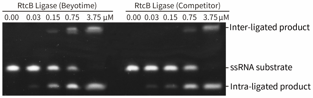 上新|RNA连接酶家族又添一员大将：RtcB Ligase-公司新闻-上海碧云天生物技术股份有限公司