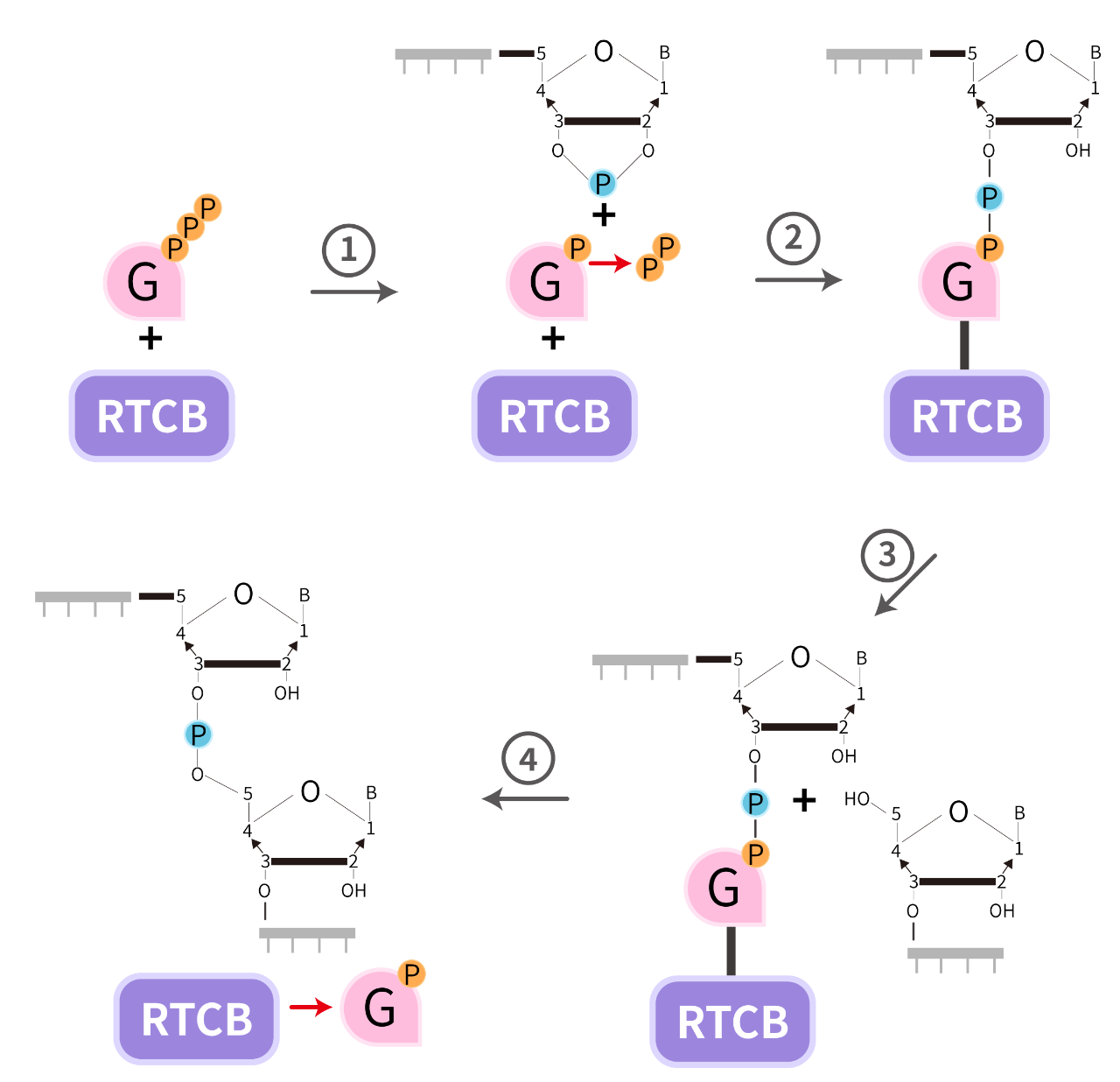 上新|RNA连接酶家族又添一员大将：RtcB Ligase-公司新闻-上海碧云天生物技术股份有限公司