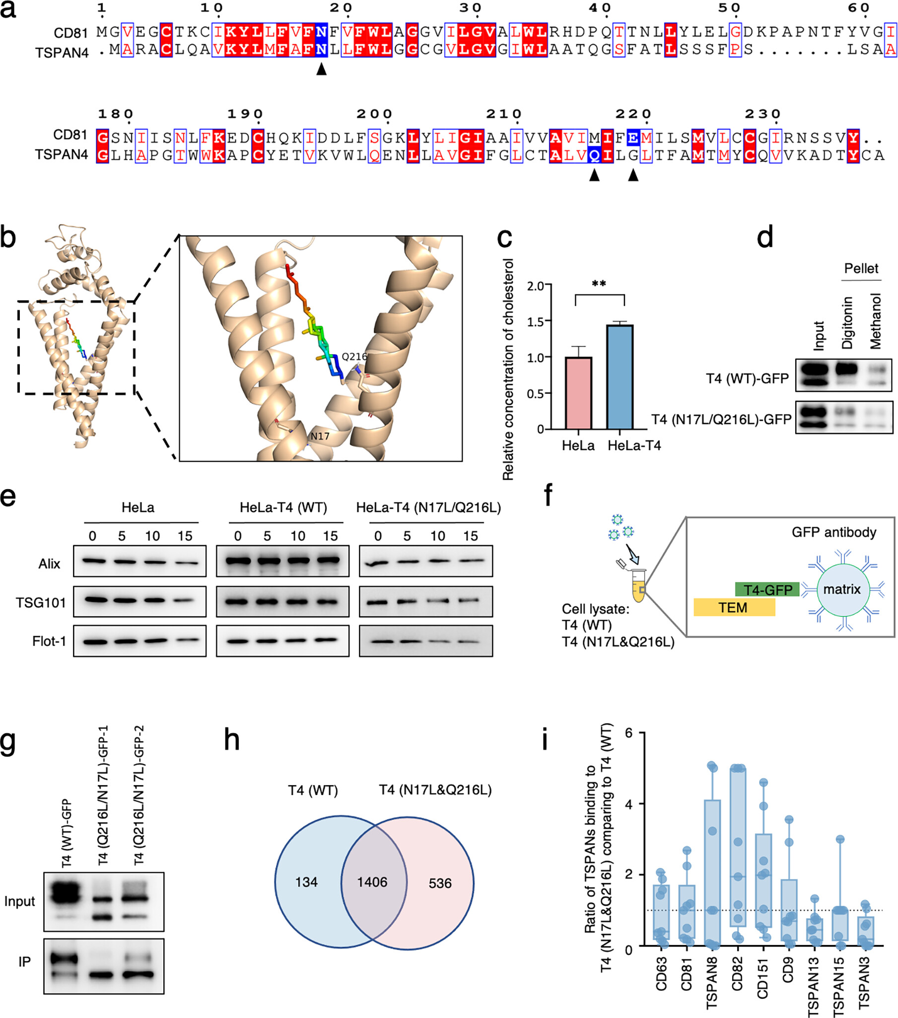 解密外泌体“冻存命门”：从差异表达到机制解析：TSPAN4成为外泌体的“防冻剂”！ - 企业动态 - 丁香通