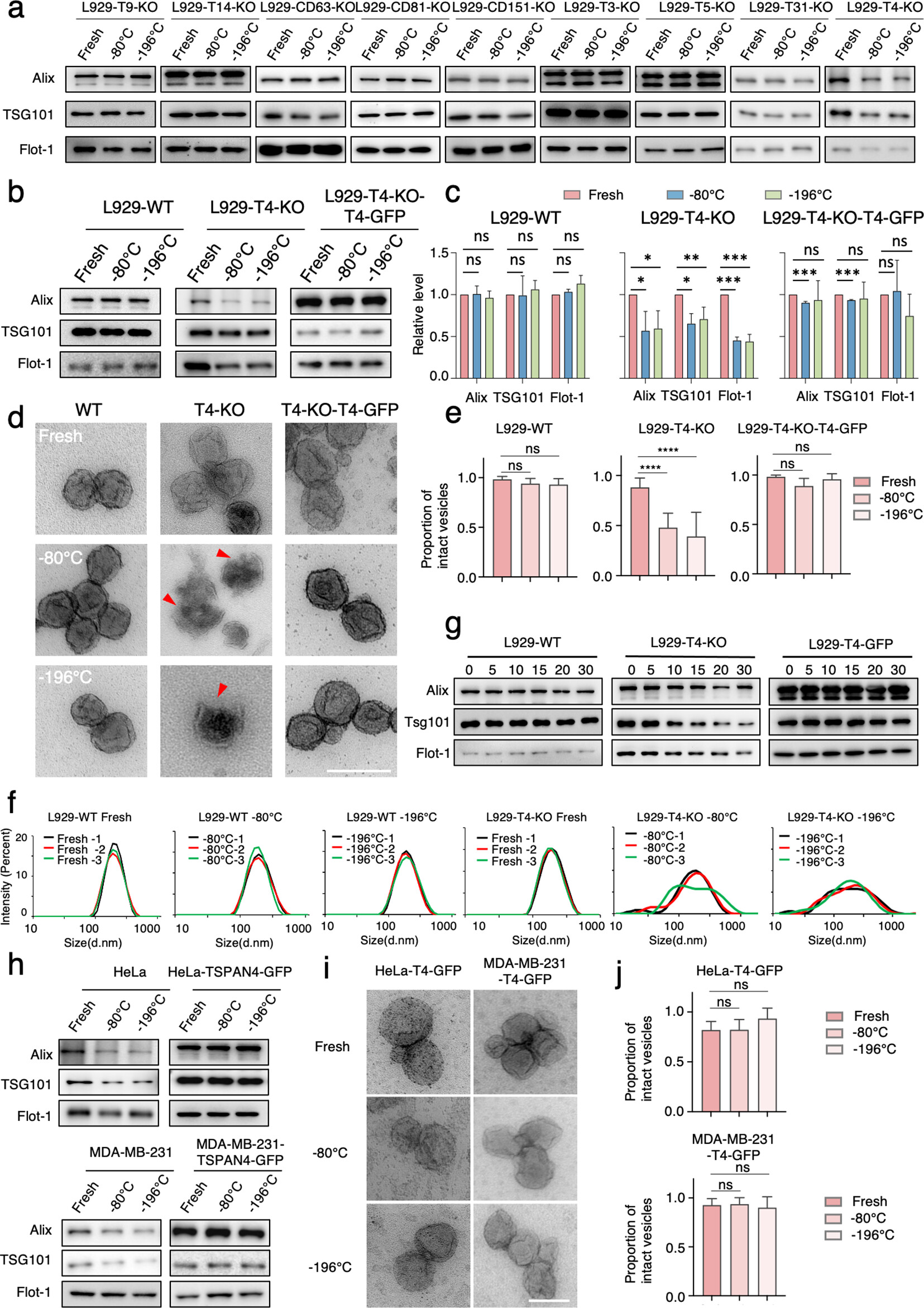 解密外泌体“冻存命门”：从差异表达到机制解析：TSPAN4成为外泌体的“防冻剂”！-公司新闻-研载生物科技（上海）有限公司