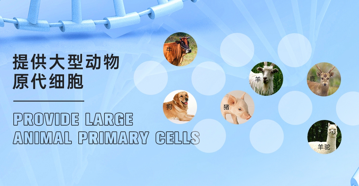 3468篇SCI背后的细胞暗物质：iCell用户年均“榨出”1个Nature级发现！-公司新闻-镜像绮点（上海）细胞技术有限公司