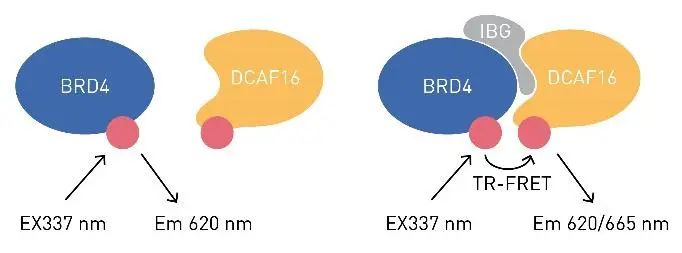 使用TR-FRET结合分析研究分子内双价“分子胶”-公司新闻-广州进科驰安科技有限公司