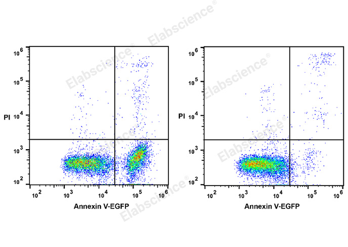 Elabscience Annexin V-EGFP/PI细胞凋亡检测试剂盒：高灵敏度区分凋亡细胞，助力肿瘤与免疫研究！-公司新闻-武汉伊莱瑞特生物科技股份有限公司