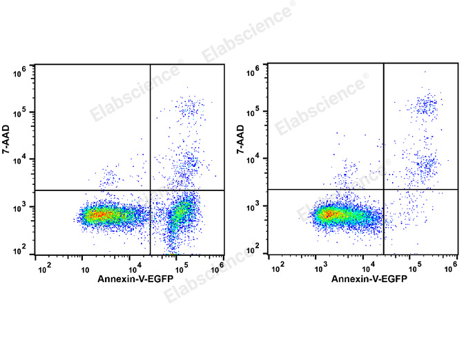 Elabscience Annexin V-EGFP / 7-AAD 细胞凋亡检测试剂盒——精准区分凋亡阶段，助力高水平研究！