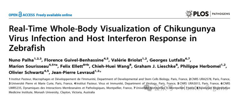 Plos Pathog.丨斑马鱼全身成像揭示基孔肯雅病毒传播机制及其宿主免疫应答！-公司新闻-杭州环特生物科技股份有限公司